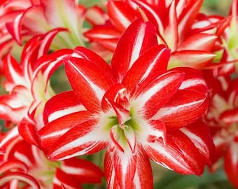 Votaniki John Peed Caladium Perennial Caladium Bulbs for Planting, Red ...