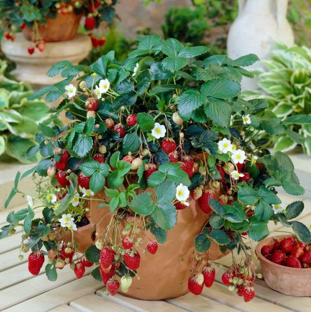 Votaniki Fragaria ‘ozark Beauty’ (everbearing Strawberry) Bare Root for ...