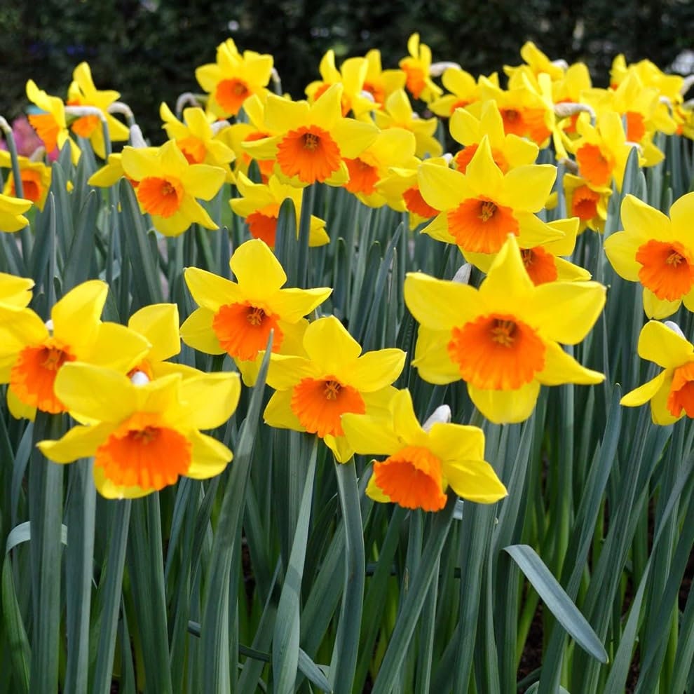 Votaniki Red Devon Daffodil - Fragrant Blooms, Perennial Daffodil Bulbs ...