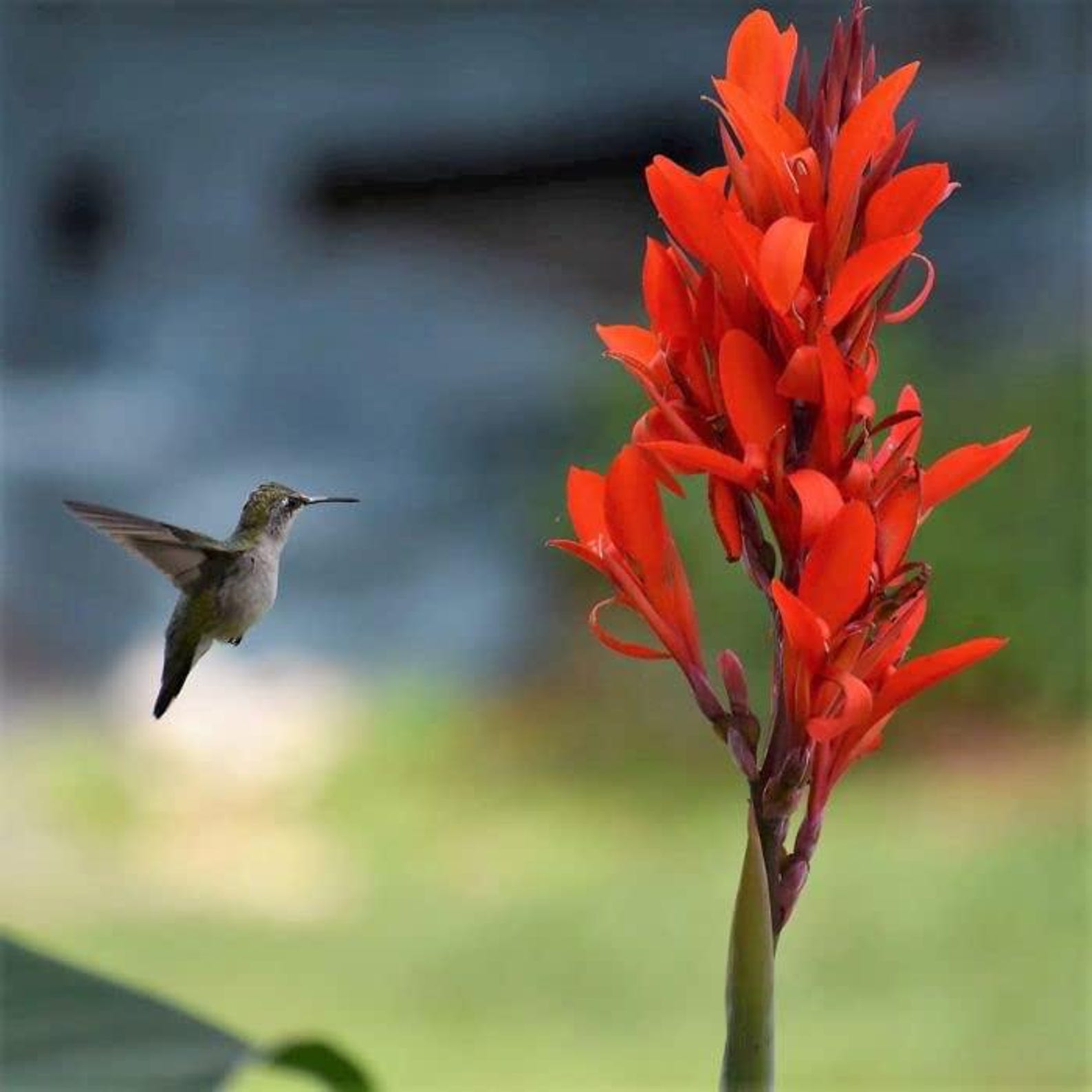 Votaniki Red Flower Canna Lily Bulbs for Planting Outdoors - 3 Pcs ...