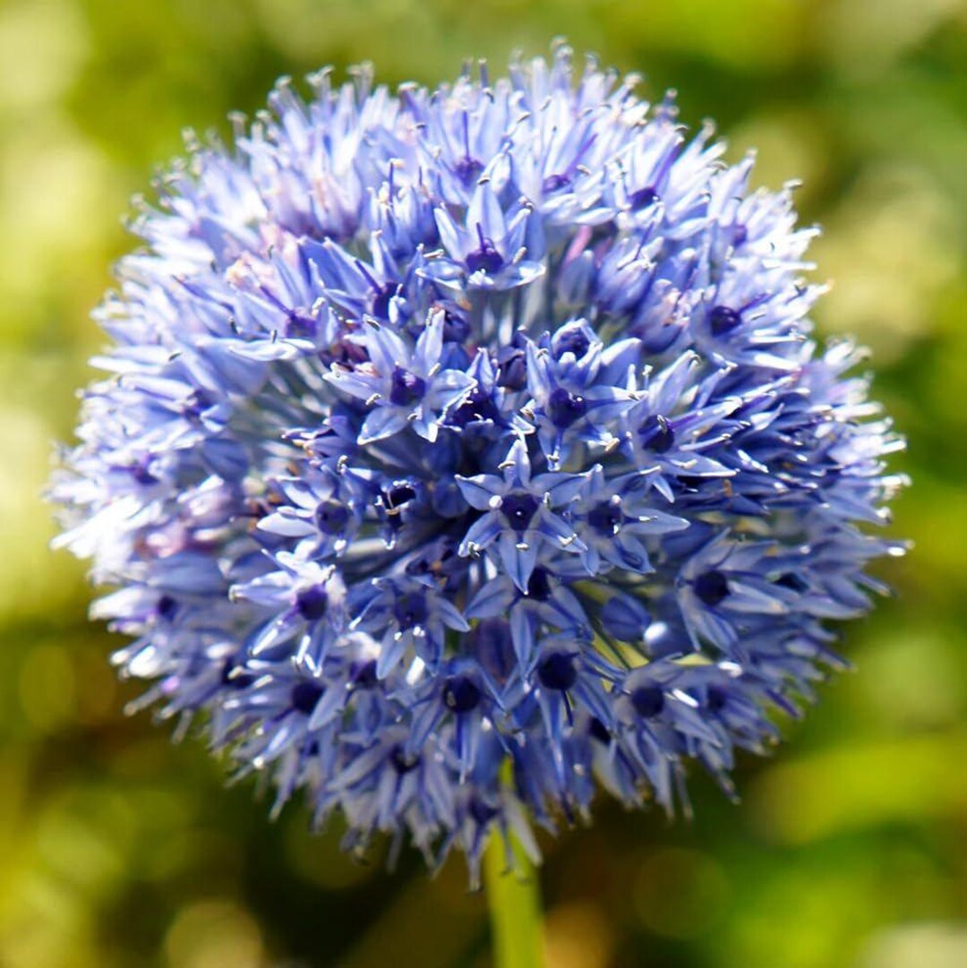 Votaniki Persian Blue Allium (allium Azureum) Perennial and Fragrant ...
