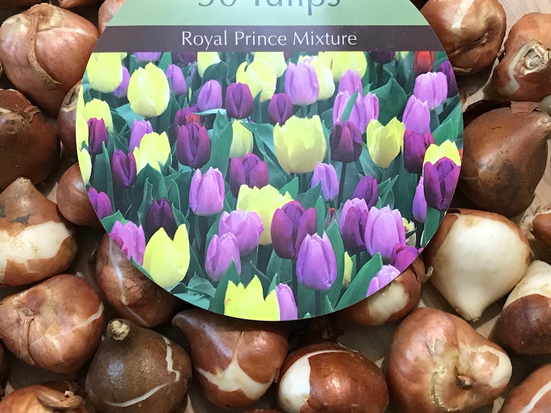 Royal Prince Mix Tulip Bulbs Top Size Tulips Large Tulipa - Etsy