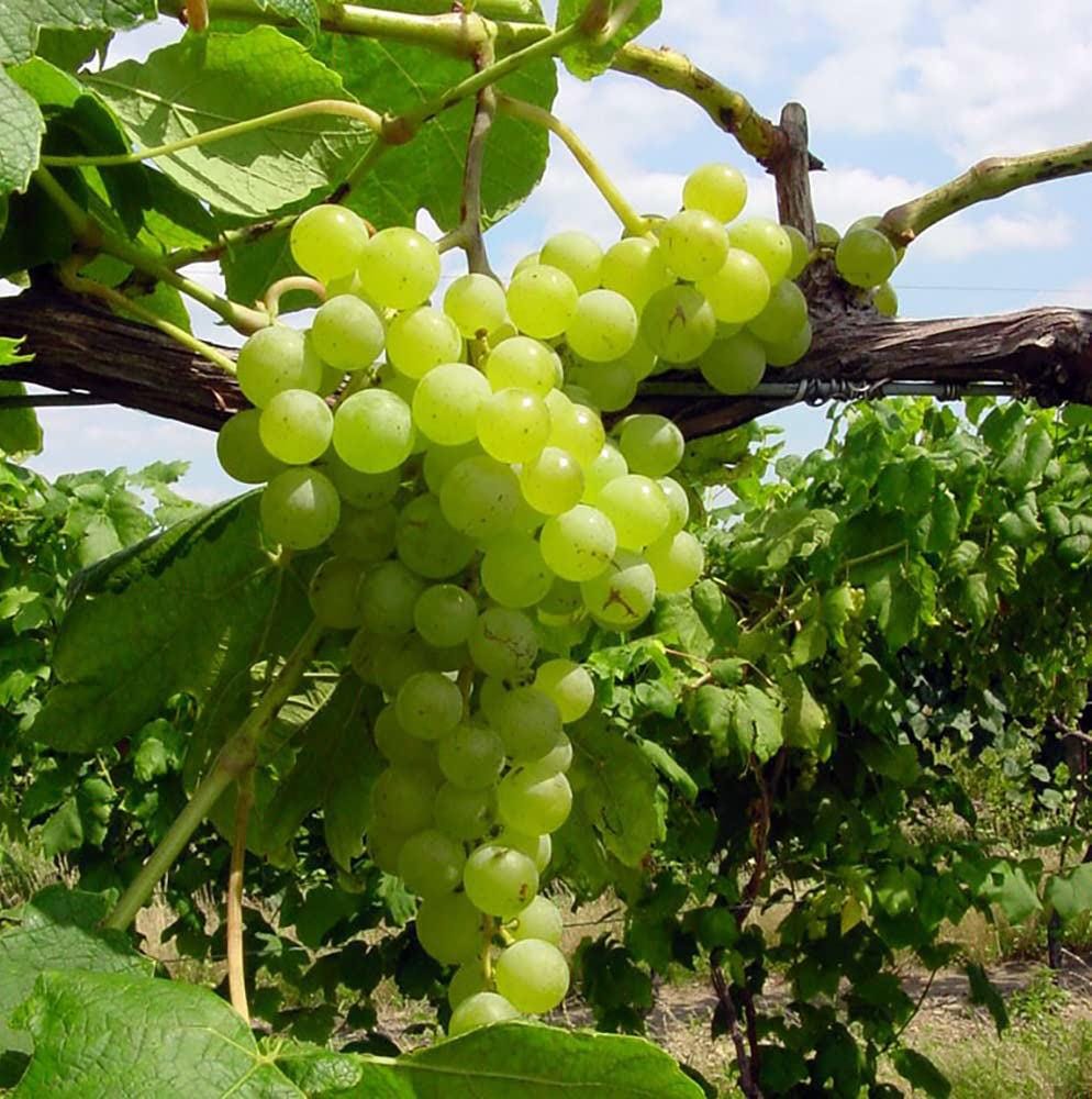 Votaniki Himrod Seedless Grape Bare Root for Plant - Perennial, Sweet ...