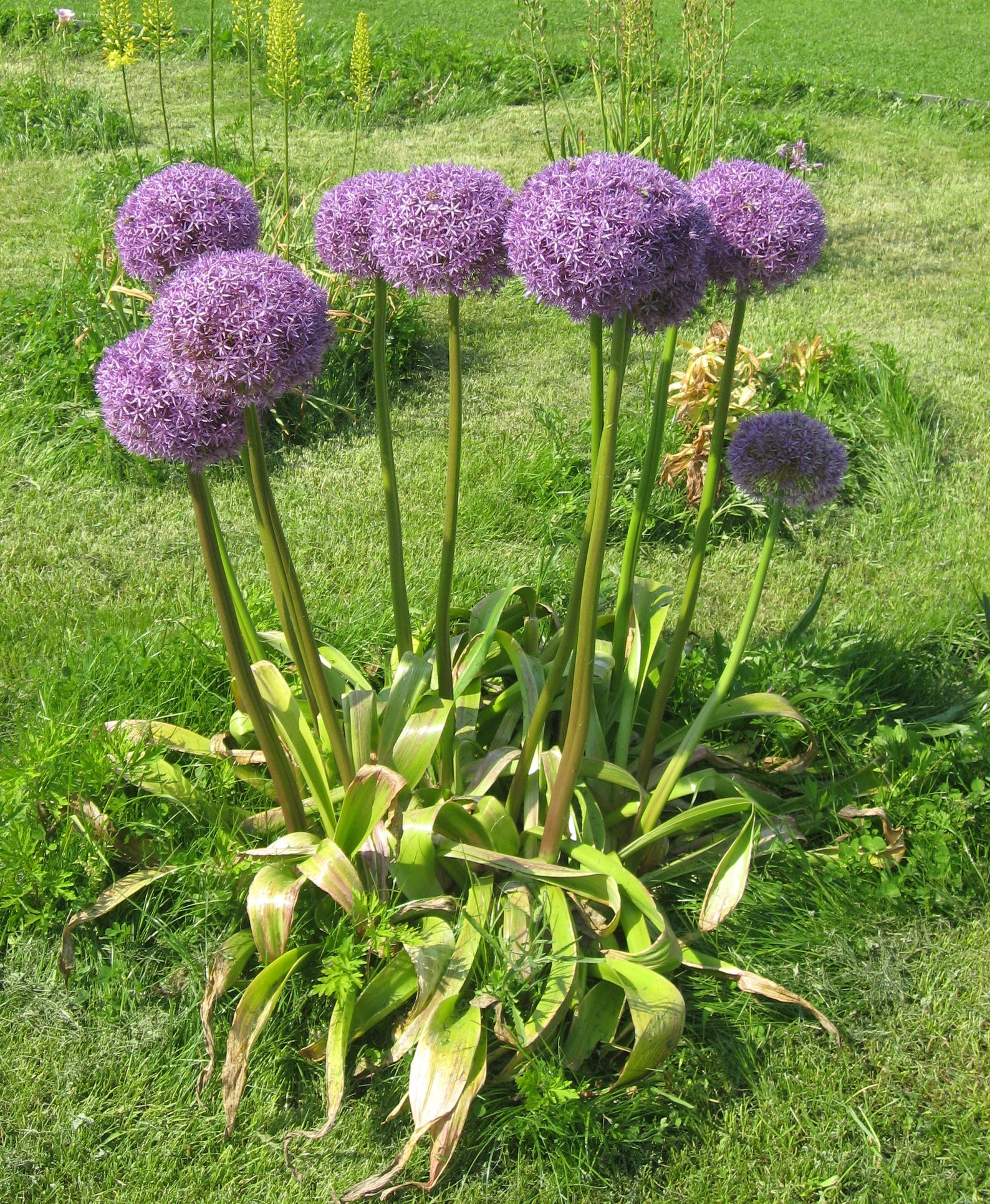 Purple Sensation Allium Bulbs Purple Allium Perennial Flower Large Top ...