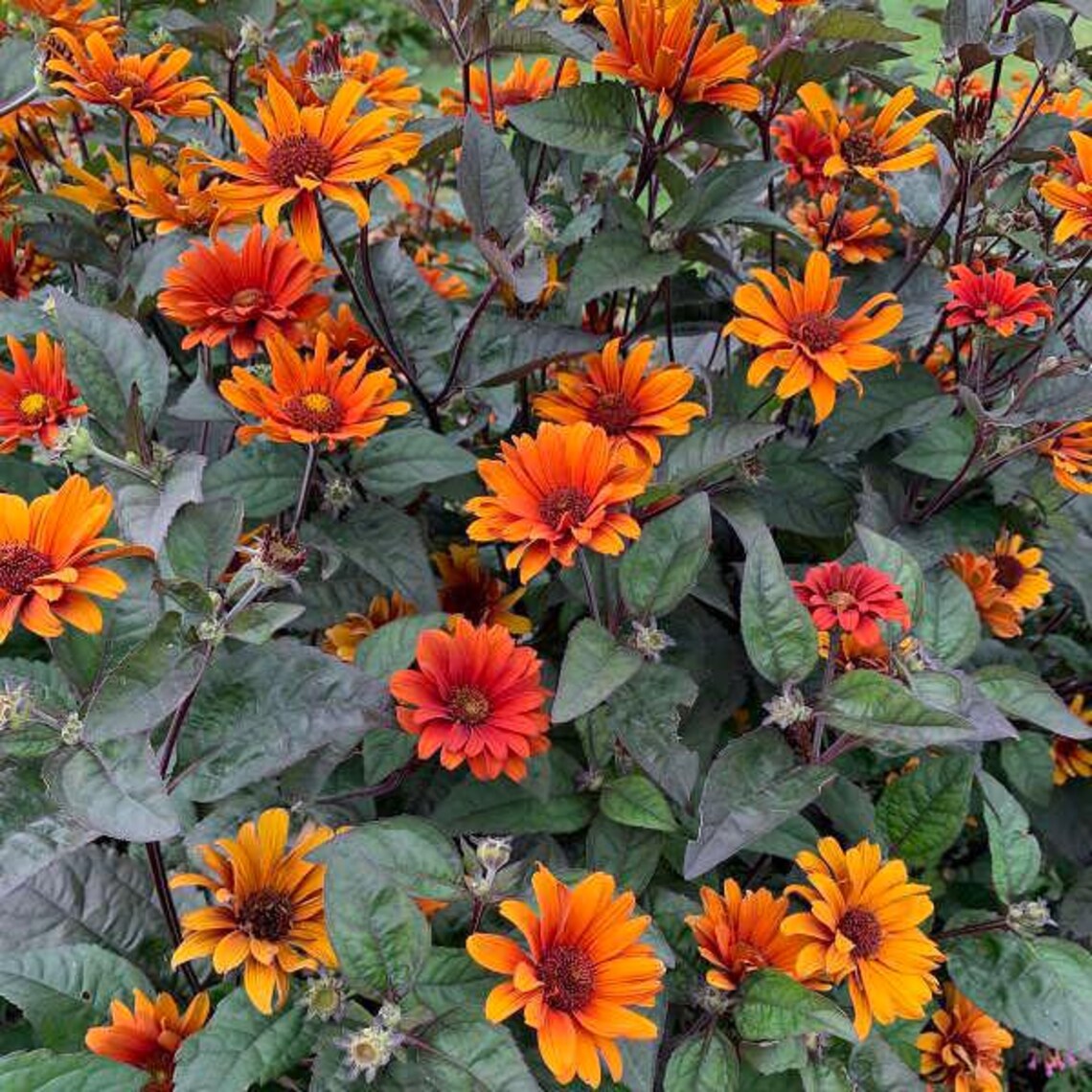 Votaniki Heliopsis Helianthoides VAR. Scabra 'bleeding Hearts' (false ...
