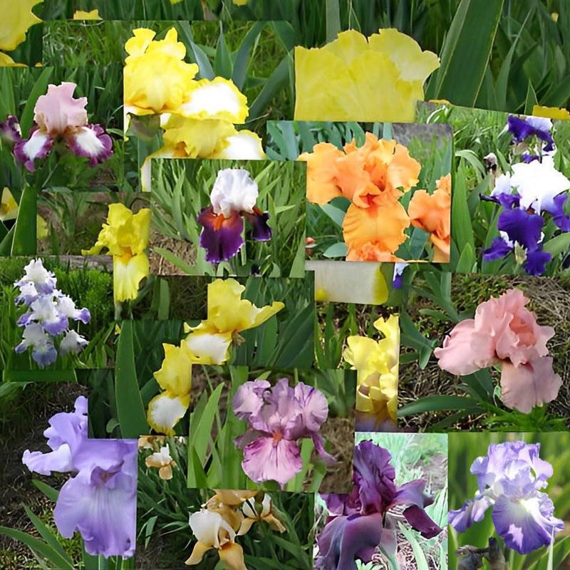 Iris Bulbs Bearded Mix - Etsy