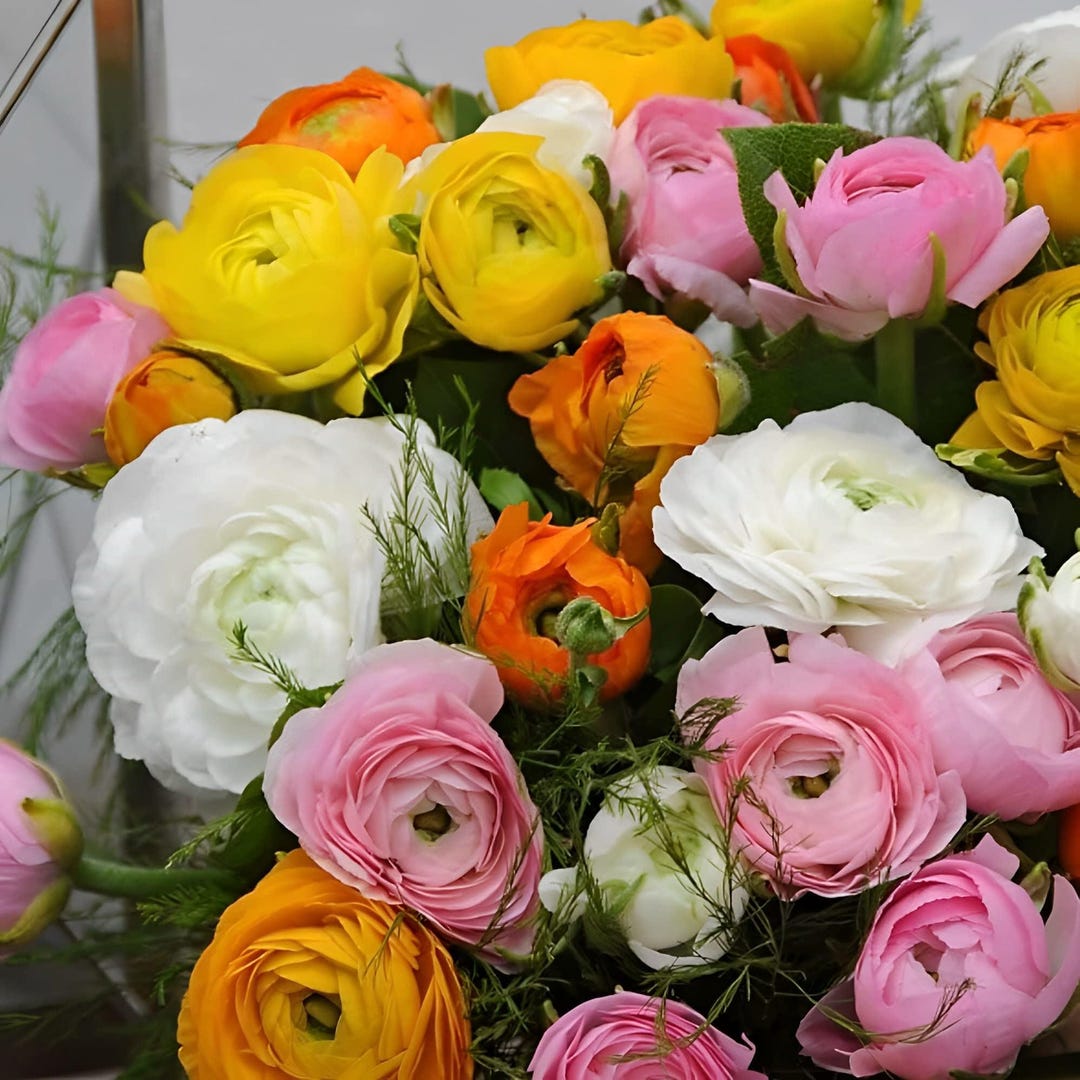 Votaniki Ranunculus Aviv Mix Bulbs - Large, and Showy Blooms, Perennial ...