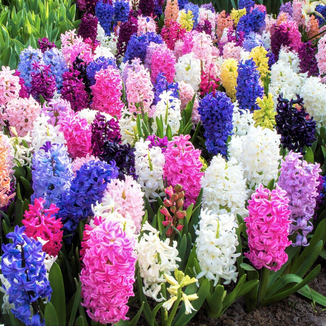 Votaniki Hyacinth Mixed Bulbs - Perennial and Fragrant, Mix Hyacinths ...