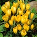 Yellow Mammoth Dutch Crocus Flower Bulbs Purple Dutch Crocus Perennial ...