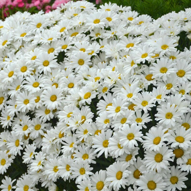 Votaniki Leucanthemum Superbum 'daisy May' Daisy Duke - Perennials ...