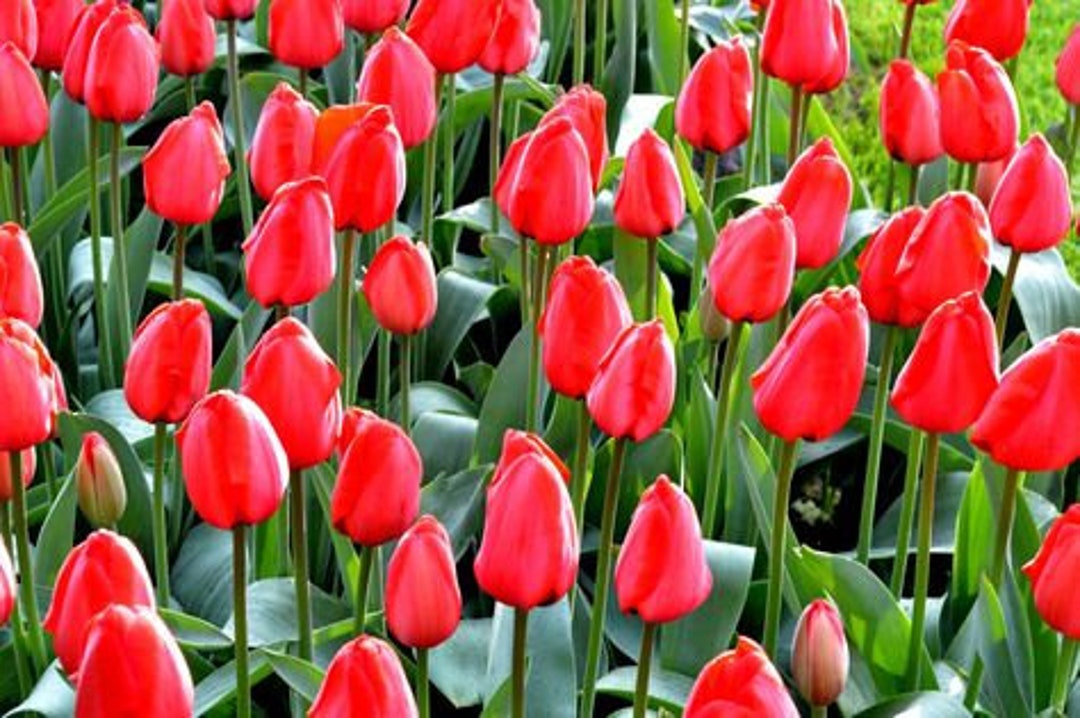 Red Impression Tulip Bulbs Bright Red Top Size Tulips Large Tulipa ...