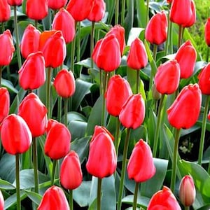 Red Impression Tulip Bulbs Bright Red Top Size Tulips Large Tulipa ...