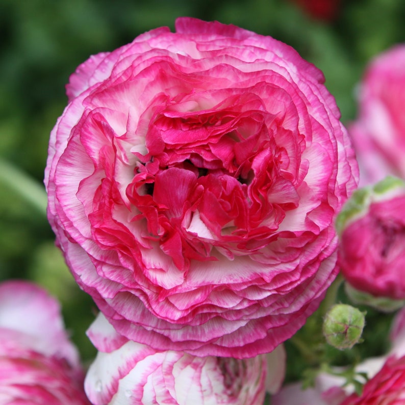 Votaniki Ranunculus Picotee Pink "persian Buttercup" - Perennial ...