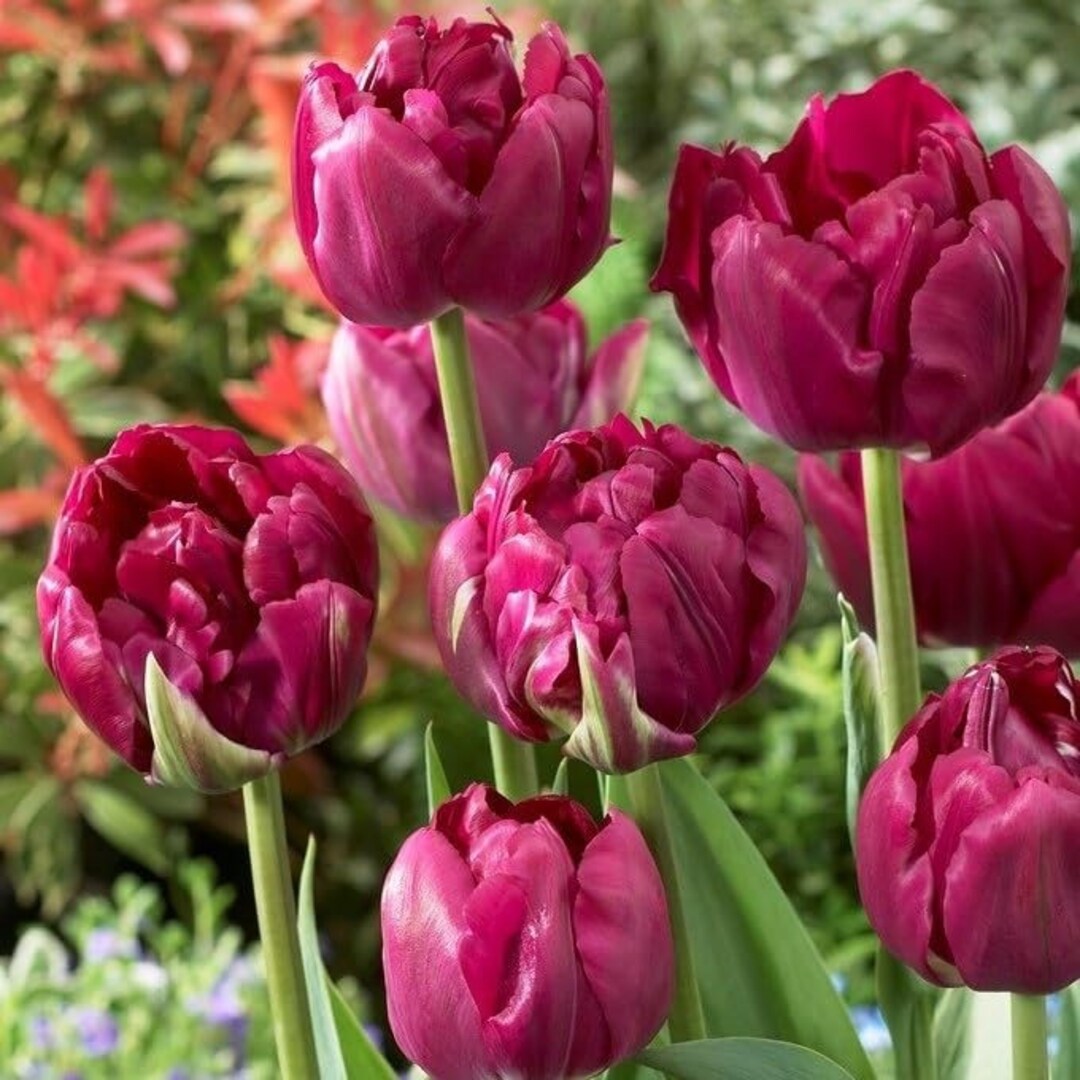 Votaniki Royal Acres Tulip Bulbs Perennial Tulipa royal Acres double ...