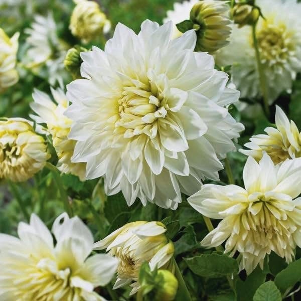 White Perfection Dahlia Tubers - Etsy