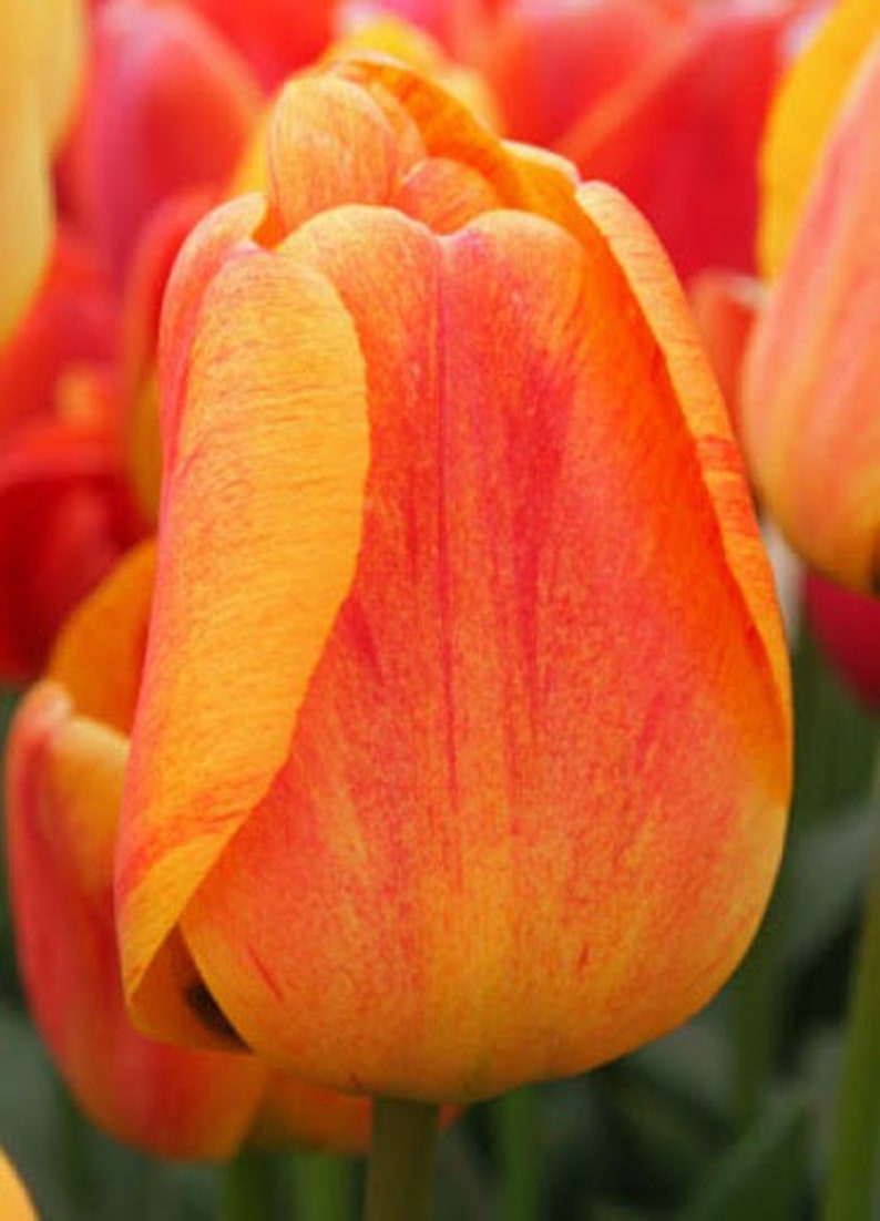 Beauty of Apeldoorn Tulip Bulbs Apeldoorn's Elite Tulips Top Size 12 ...