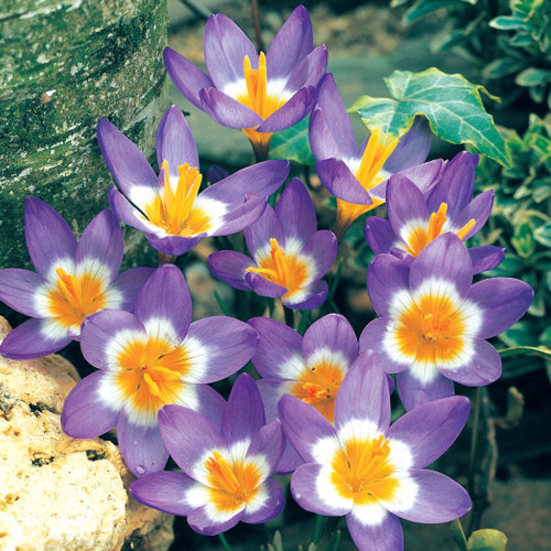 Sieberi Tricolor Crocus Jumbo Tricolor Crocus Flower Mix Dutch Crocus ...