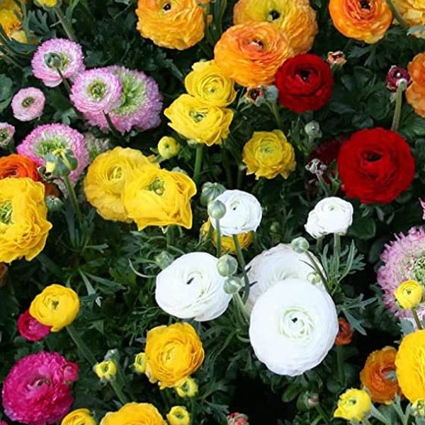 Ranunculus - Etsy