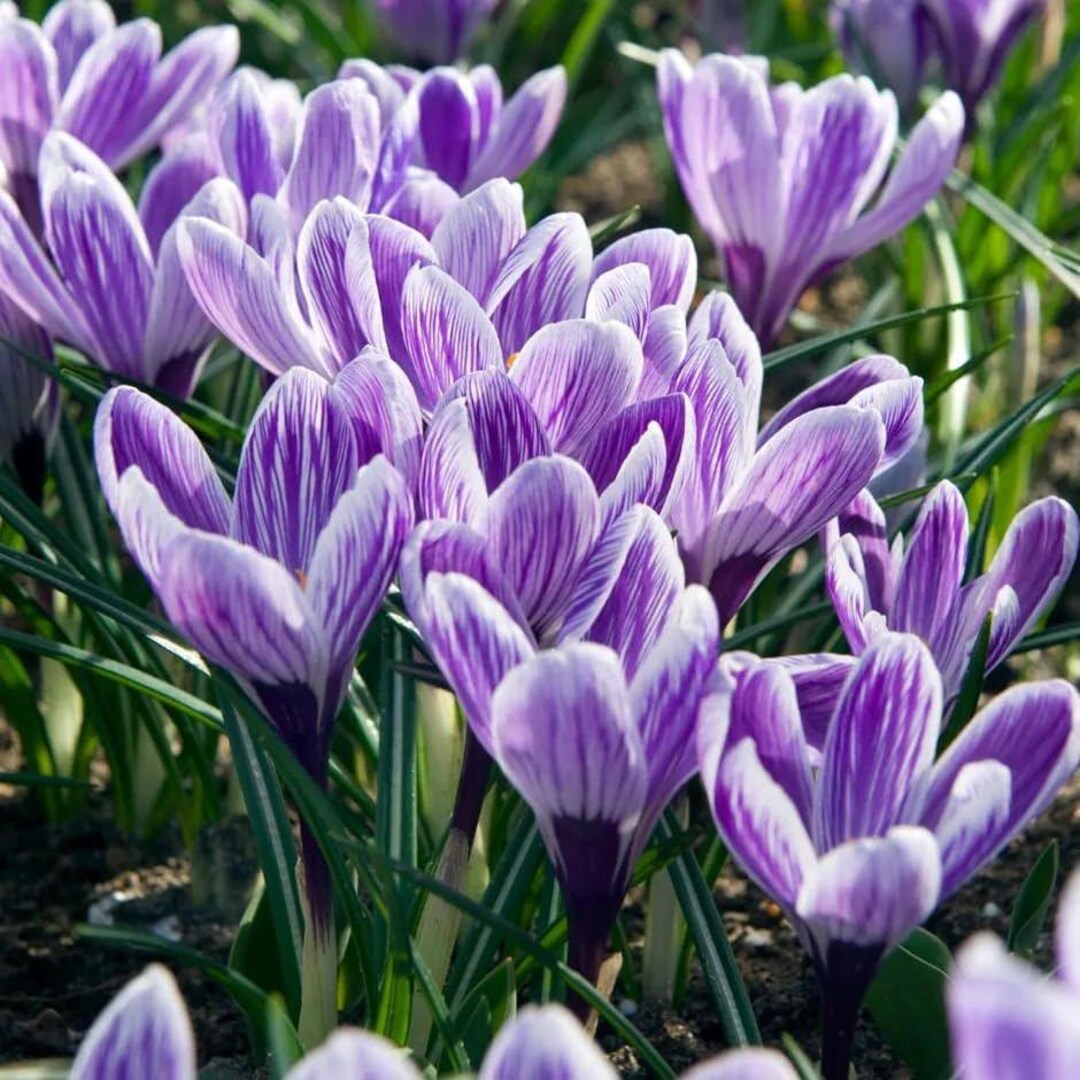 Votaniki King of the Striped Crocus Bulbs - Perennial, Crocus Vernus ...