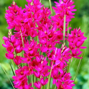 Votaniki Ixia Mabel Bulbs - Hardy Perennial, Vibrant Fragrant Blooms ...