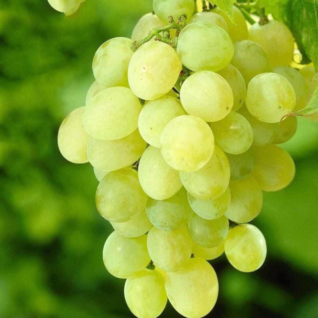 Votaniki Himrod Seedless Grape Bare Root for Plant - Perennial, Sweet ...