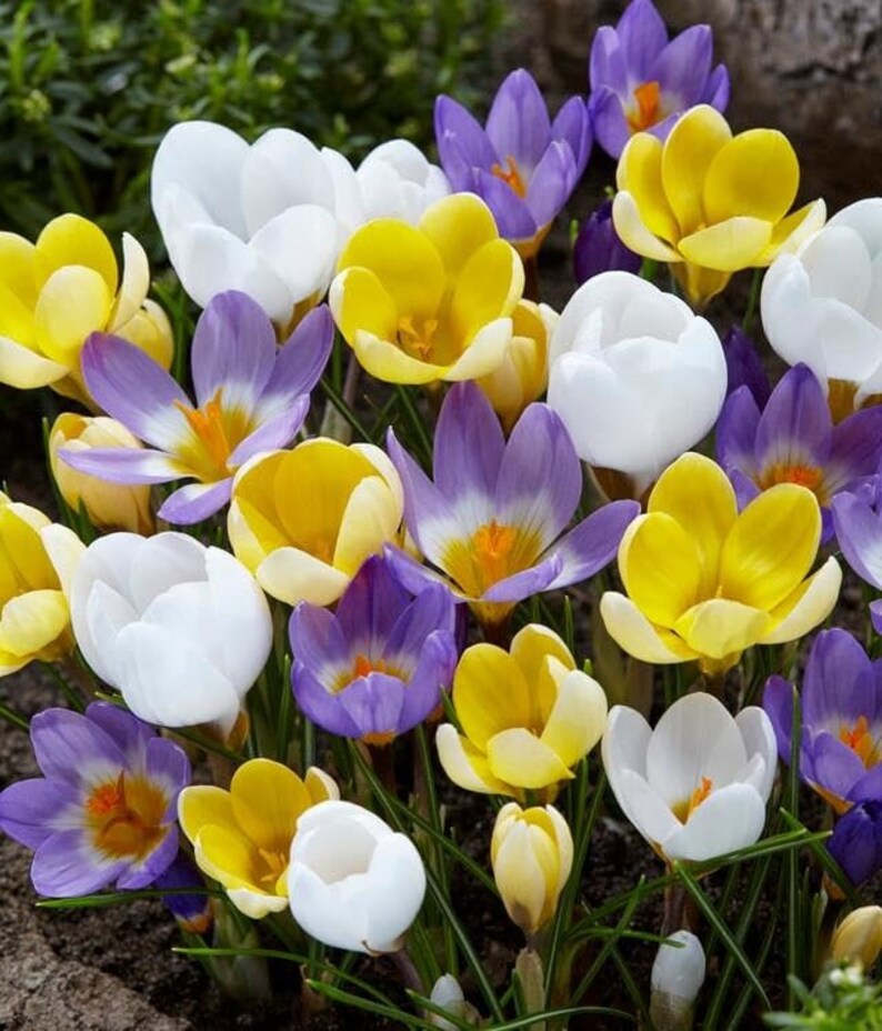 Votaniki Crocus Botanical Mix Bulbs - Perfect for Borders and ...