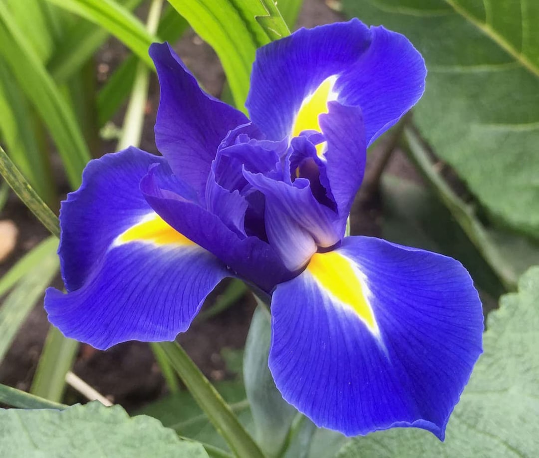 Votaniki Blue Magic Dutch Iris Bulbs Perfect Cut Flower Variety, Blue ...