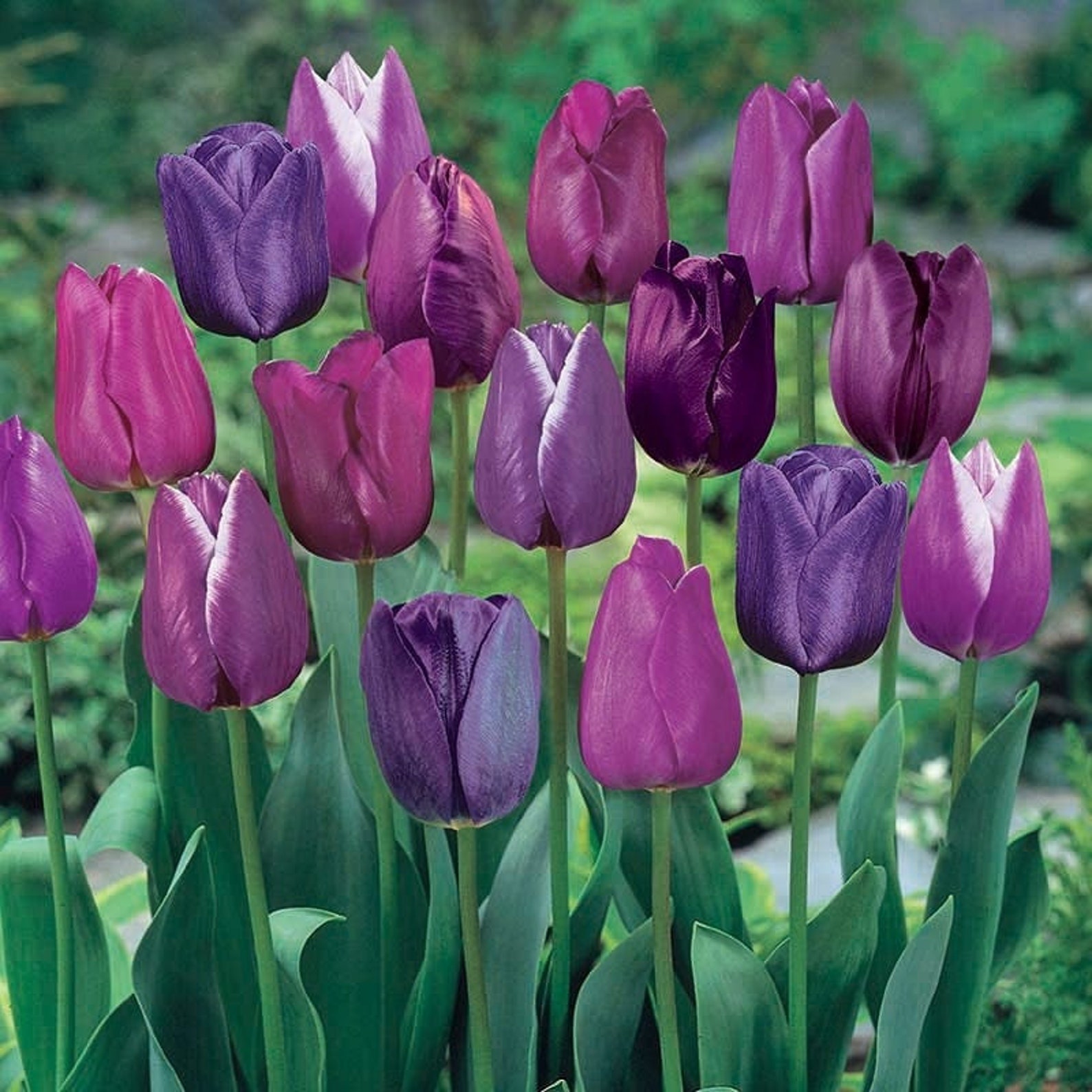 Blue Moon Triumph Mix Tulip Bulbs Top Size Large Tulipa Bulbs - Etsy