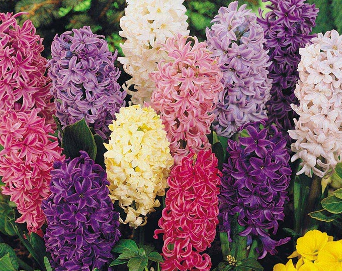 3 Hyacinth Bulbs-"woodstock"-purple (pack of 3 X-lrg Bulbs) Fragrant ...