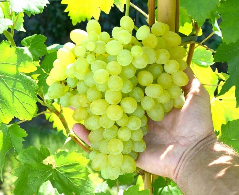 Votaniki Himrod Seedless Grape Bare Root for Plant - Perennial, Sweet ...