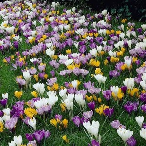 Giant Crocus Mixed Colors - 28 Large Bulbs Prechilled Ready for Blooms ...