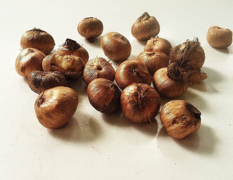Giant Crocus Mixed Colors - 28 Large Bulbs Prechilled Ready for Blooms ...