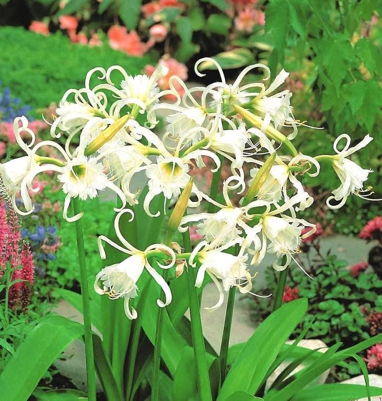 Votaniki Ismene Festalis Flowering Bulbs - Fragrant Peruvian Daffodil ...