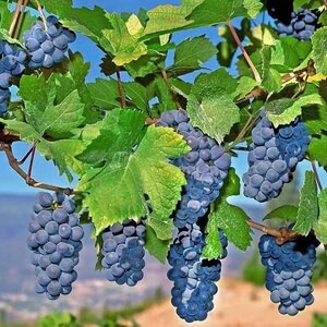 Votaniki Mars Seedless Grape Bare Root - Perennial Grape, Hardy and Long-lived | Fast-growing ...
