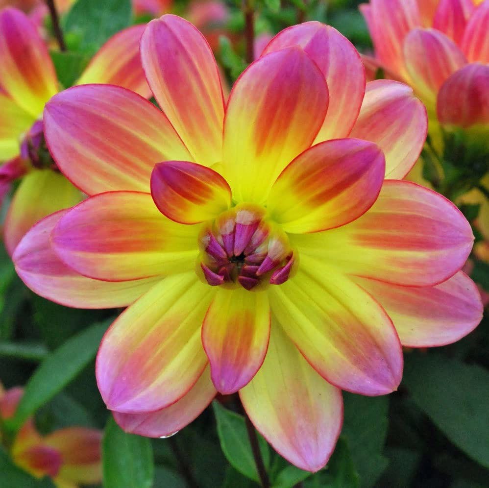 Votaniki Pacific Ocean Dahlia Roots- Beautiful Flowering Dahlia Bulbs ...