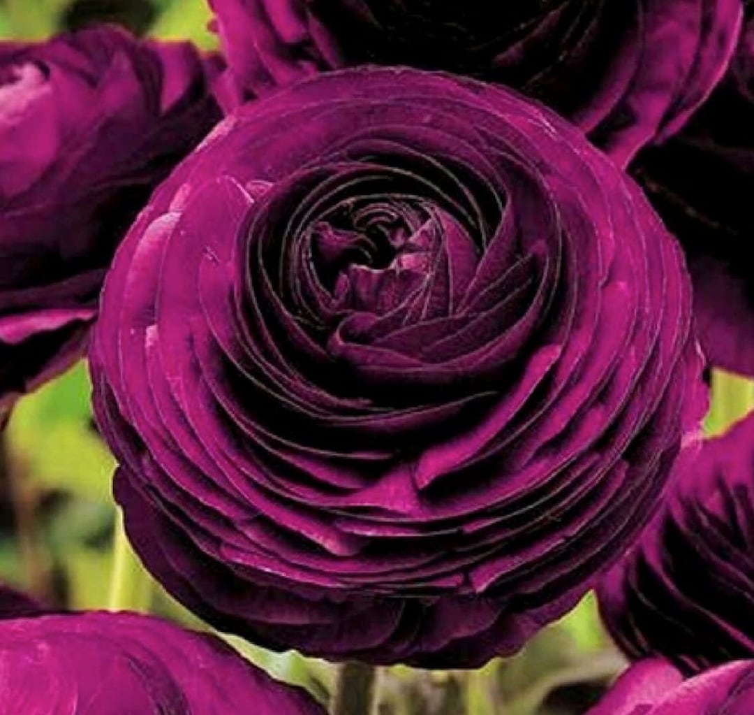 Votaniki 12 Purple Ranunculus Bulbs Persian Buttercup Large Corms Rich ...