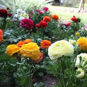 Votaniki Ranunculus Aviv Mix - Long Lasting Blooms, Perennial ...