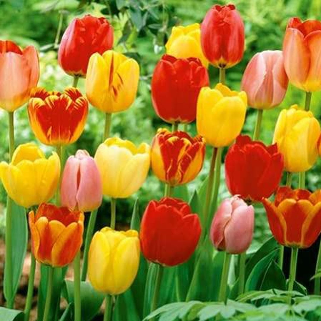 Hybrid Tulip- Tequila Sunrise Colorful Mixture ( 25 Bulbs) - Etsy