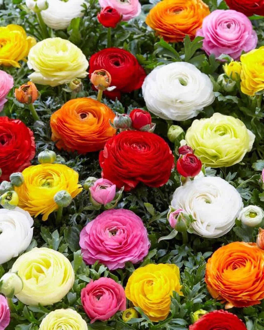 Votaniki Ranunculus Aviv Mix Long Lasting Blooms, Perennial Ranunculus ...