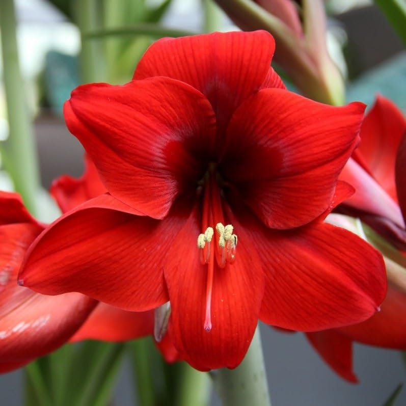 Red lion amaryllis store