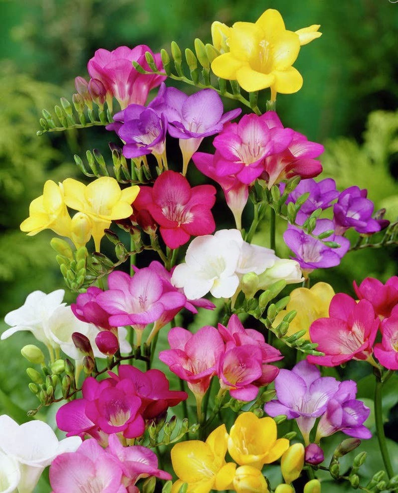 Votaniki Single Freesia Mix Bulbs - Freesia Flowering Bulbs for ...