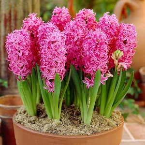 Votaniki Pink Pearl Hyacinth Bulbs - Hyacinthus Orientalis 'pink Pearl' | Fragrant and Beautiful ...