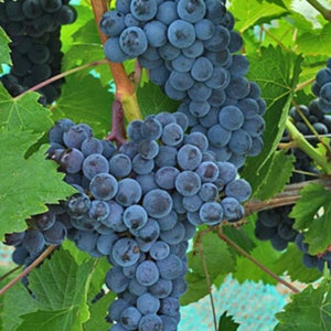 Votaniki Mars Seedless Grape Bare Root - Perennial Grape, Hardy and Long-lived | Fast-growing ...
