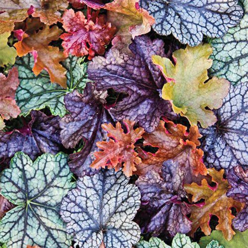Votaniki Heuchera Mix Bare Root - Heuchera Palace Purple, Melting Fire ...