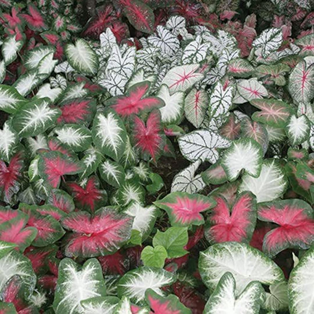 12pcs Votaniki Caladium Bulbs - Fancy Leaf Mixed Caladium Bulbs for ...