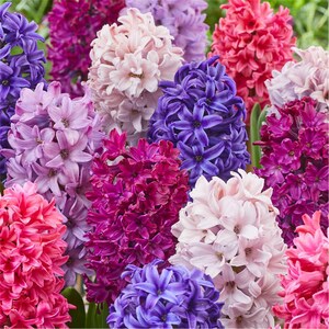Votaniki Berries and Cream Hyacinth Collection - Hardy Perennial ...