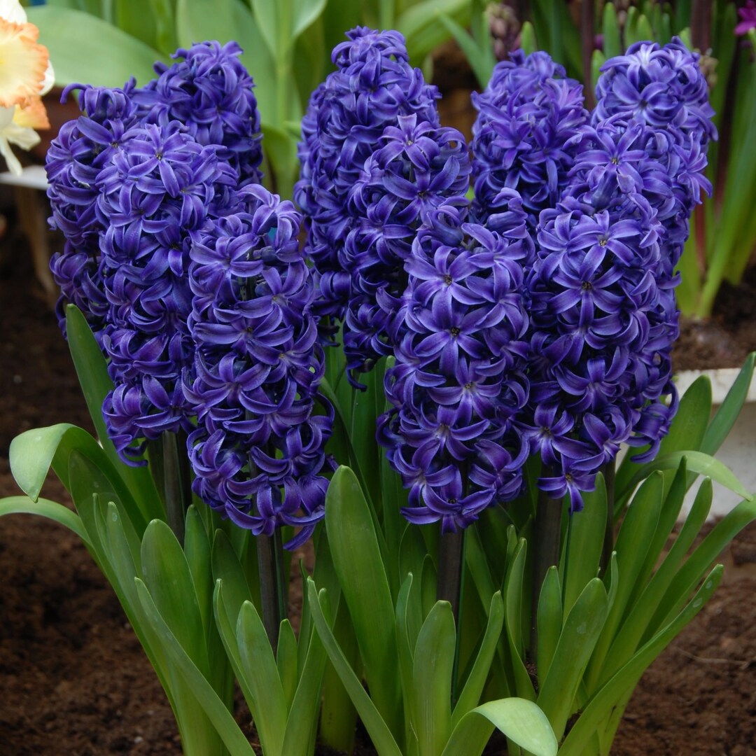 Votaniki Aida Hyacinth Bulbs - Perennial Hyacinthus Orientalis 'aida ...
