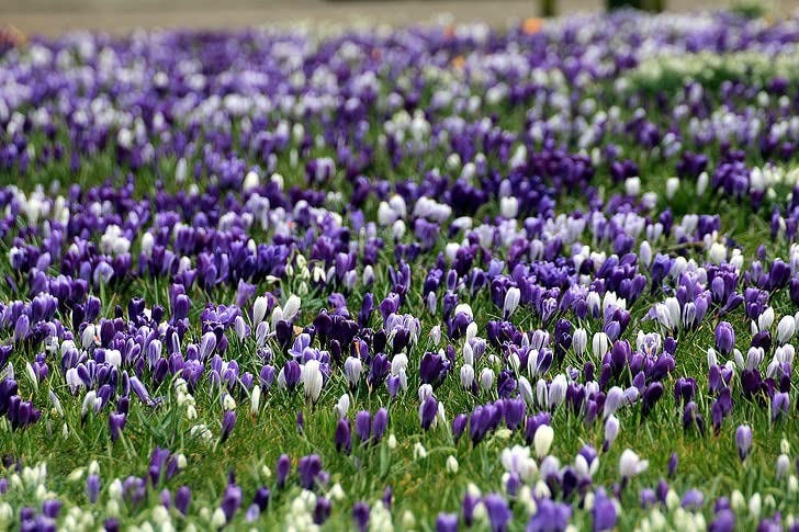 Blue Moon Crocus Mix 22 Large Pre-chilled Bulbs for Springs Blooms - Etsy