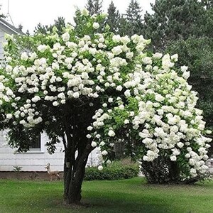 1 Gallon Pee Gee Hydrangea Bare Root Tree - Hydrangeas/live Plants ...
