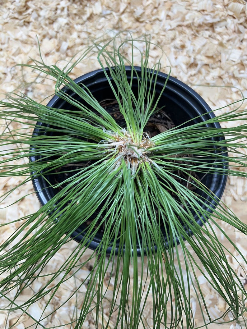 Votaniki Pinus Roxburghi (chirr Pine, Longleaf Indian Pine) Plant ...